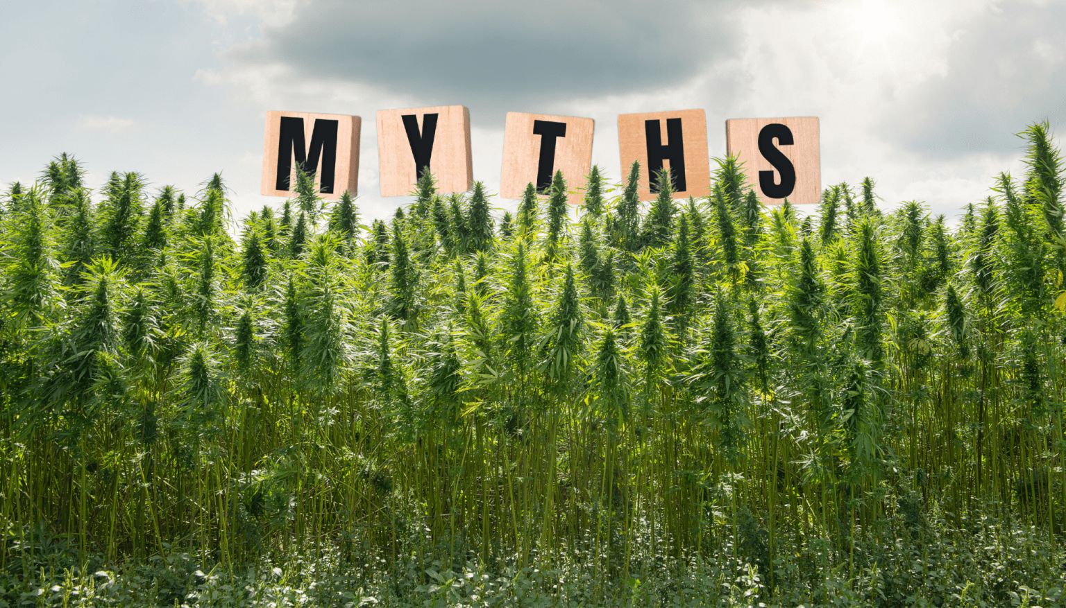 MMJ Myths Busted: What It Is - And What It Isn’t - Affordable Marijuana ...
