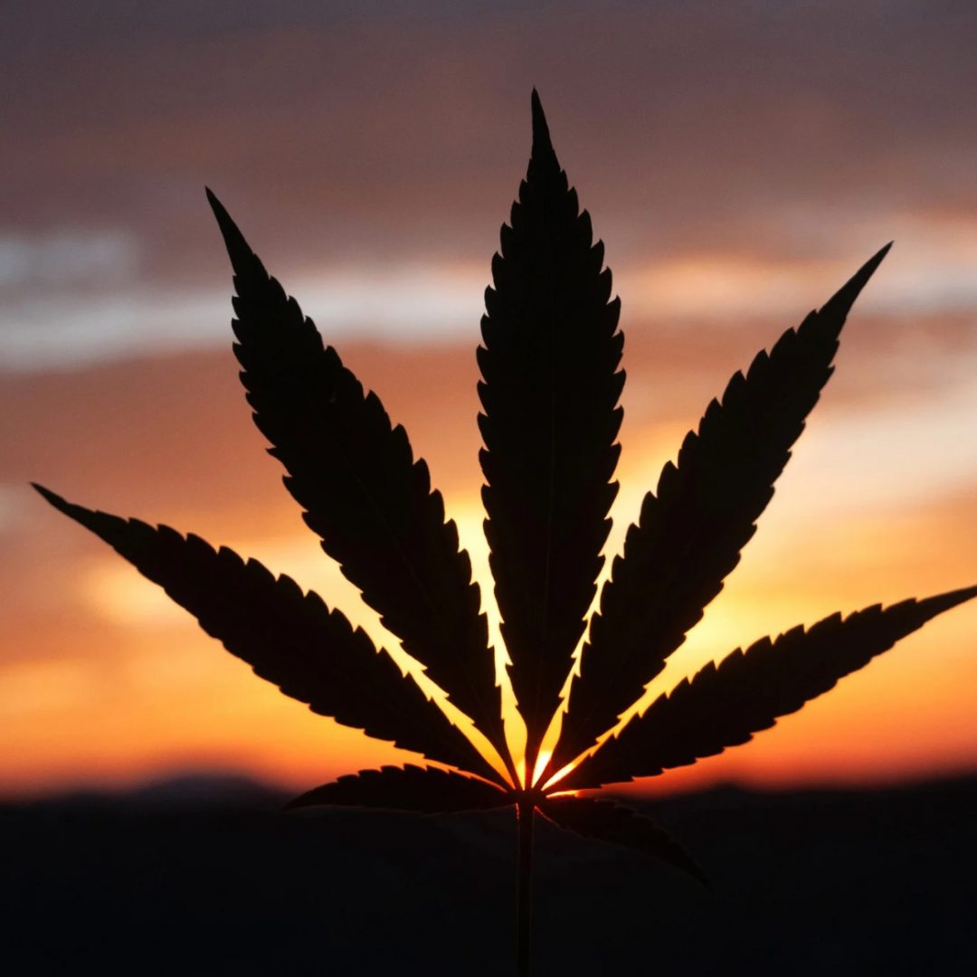 FL Cannabis Deals - Affordable Marijuana License